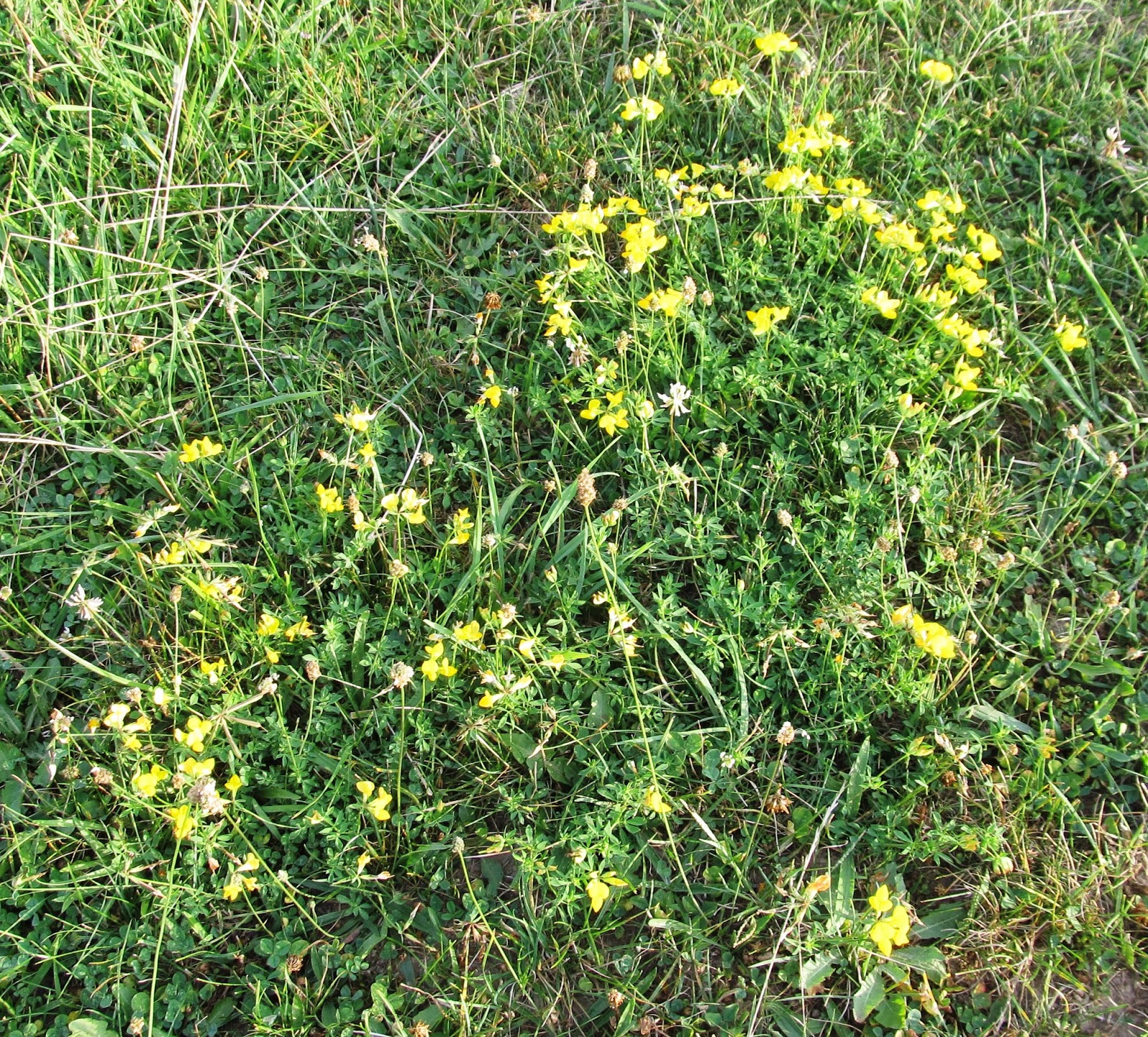 Eaton Rapids Joe: Pictures from the middle of August