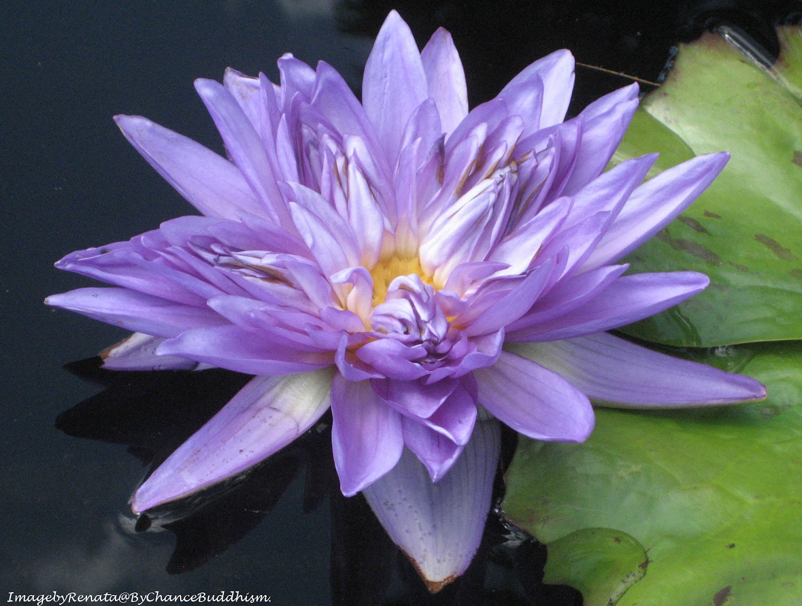 ByChanceBuddhism: A lotus for you