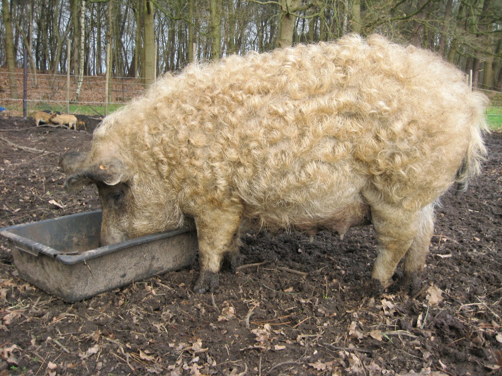 Love & Living the Good Life: Mangaliza pigs