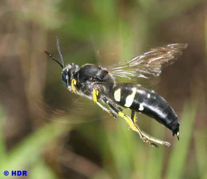 Alco Pest Control Nj Wasp Removal