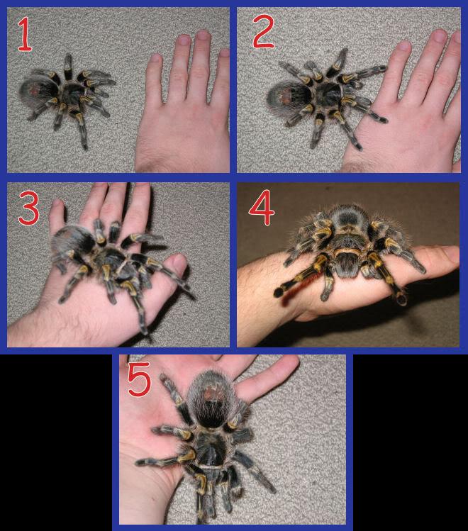 Terrestrial Tarantula Set-up & Caresheet: Chaco Golden Knee Caresheet ...