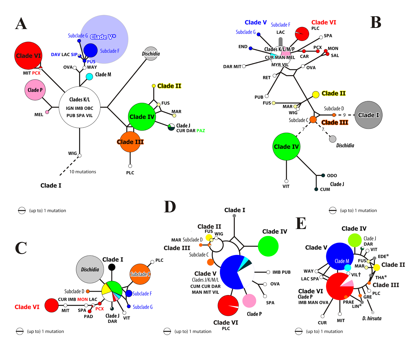 The Genealogical World of Phylogenetic Networks: Using median networks ...