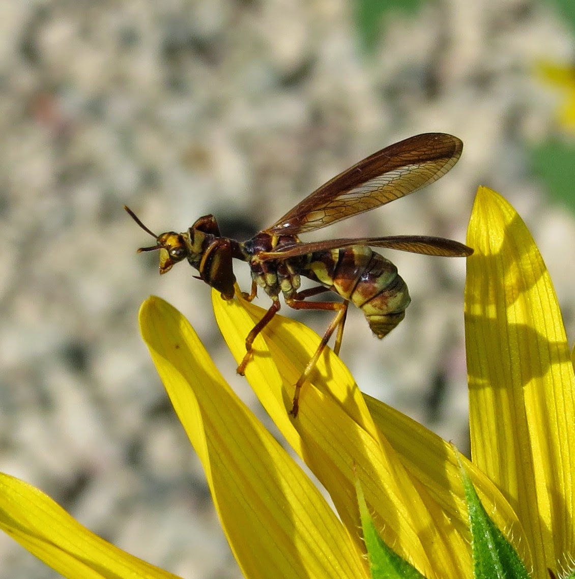 Bug Eric: Wasp Mantisfly