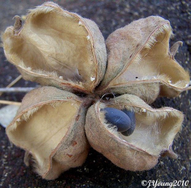 Natures World of Wonder: African Star-chestnut / Tick Tree (Sterculia ...