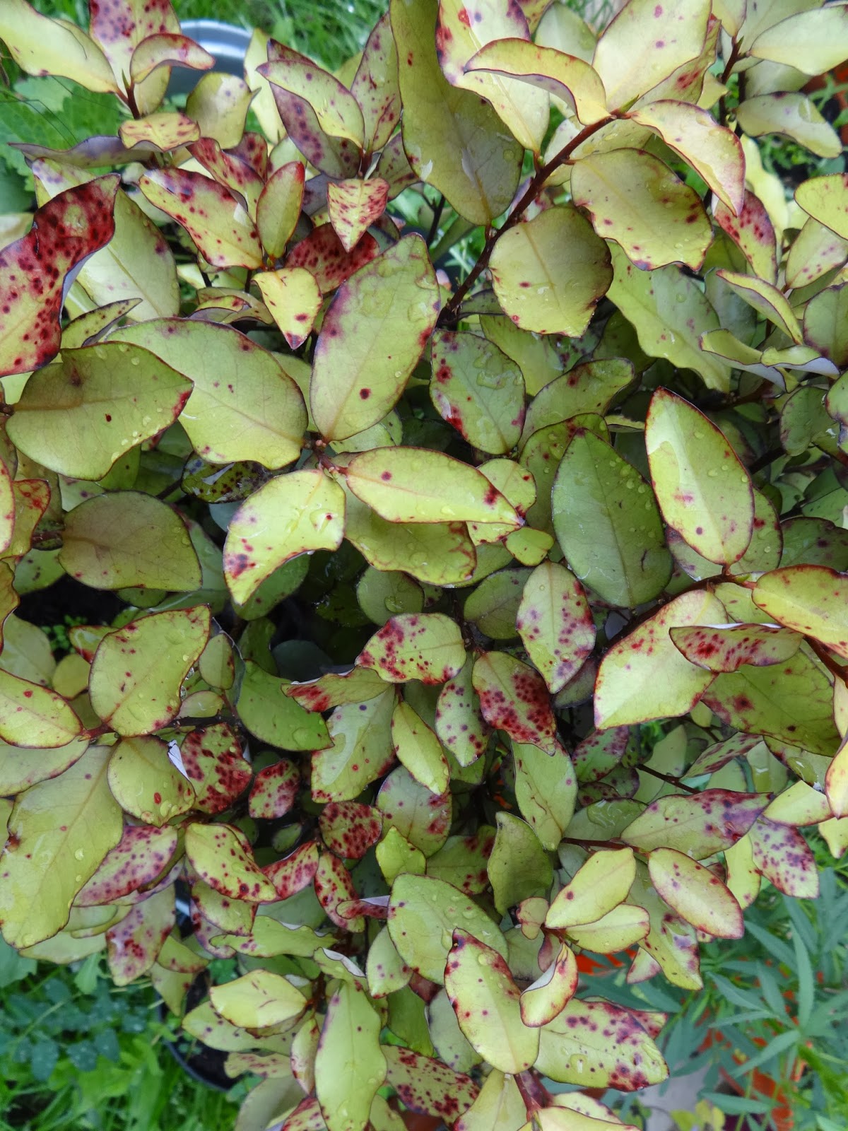 Herbs from Distant Lands: Pseudowintera colorata - Horopito, New ...