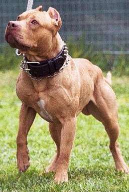 5 Kinds Of Strongest Dog In The World