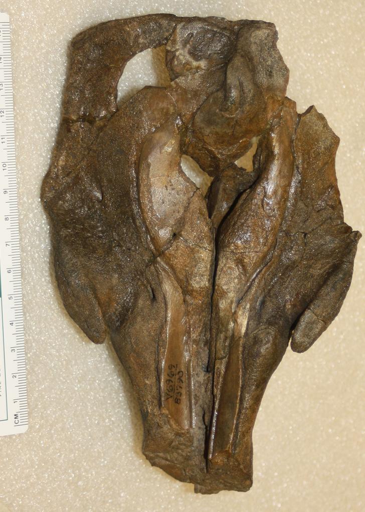 The Coastal Paleontologist: A new specimen of Parapontoporia