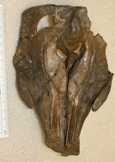 The Coastal Paleontologist: A new specimen of Parapontoporia