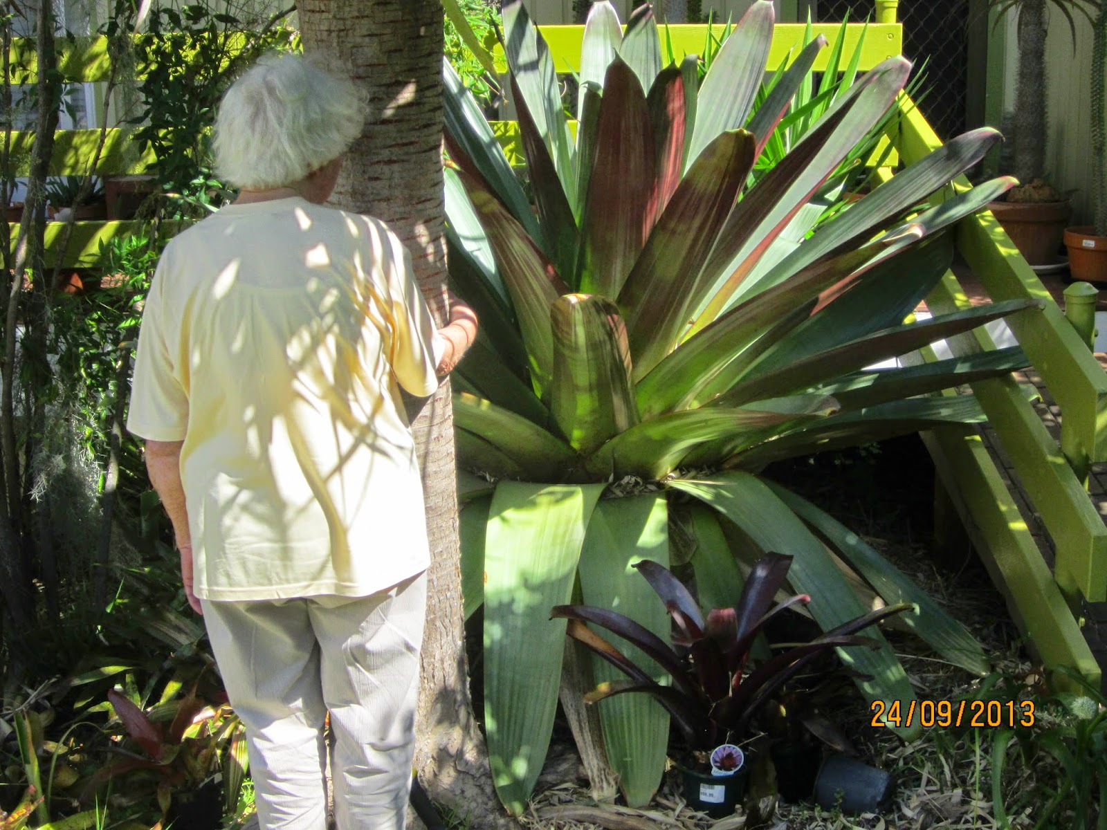 The Niche Nursery: Alcantarea Propagation By Division.