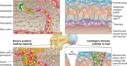 The Quest for Height: Grow Taller | Increase Height | Bone Size ...