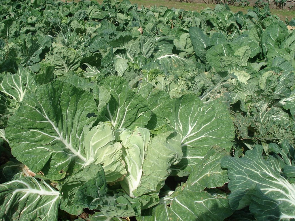 TRAVANCAS DA RAIA: As pencas do Natal