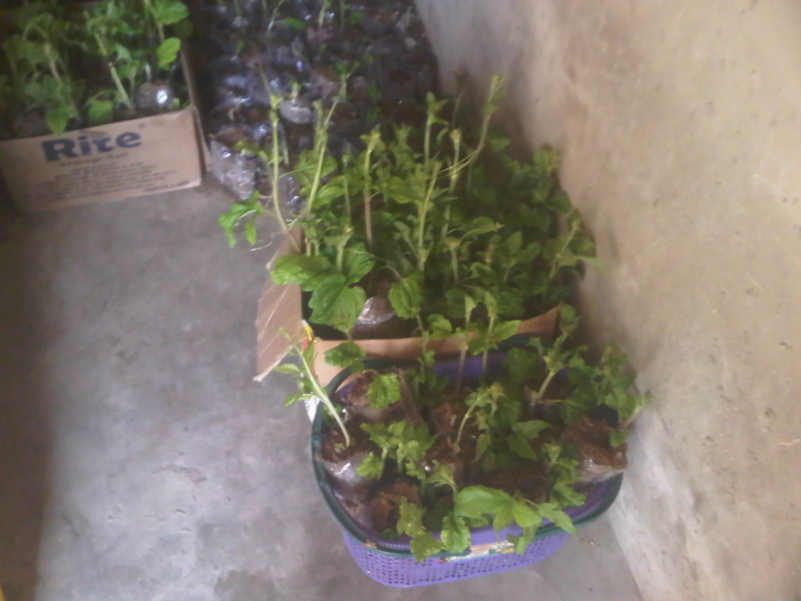 The Amazing Health Benefits of Ugu leaf (Telfairia occidentalis)