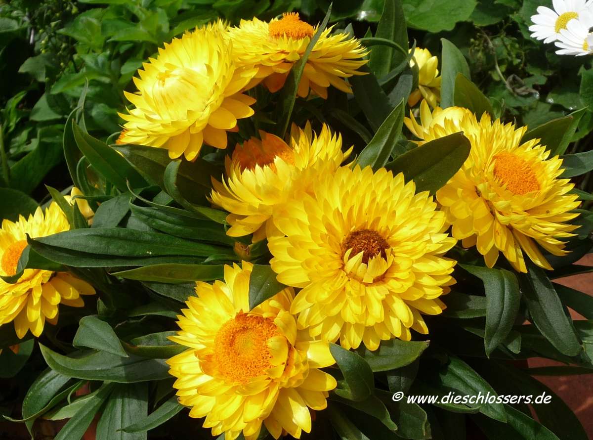 Ankes * * * Gartenzauber * * *: Garten-Strohblume