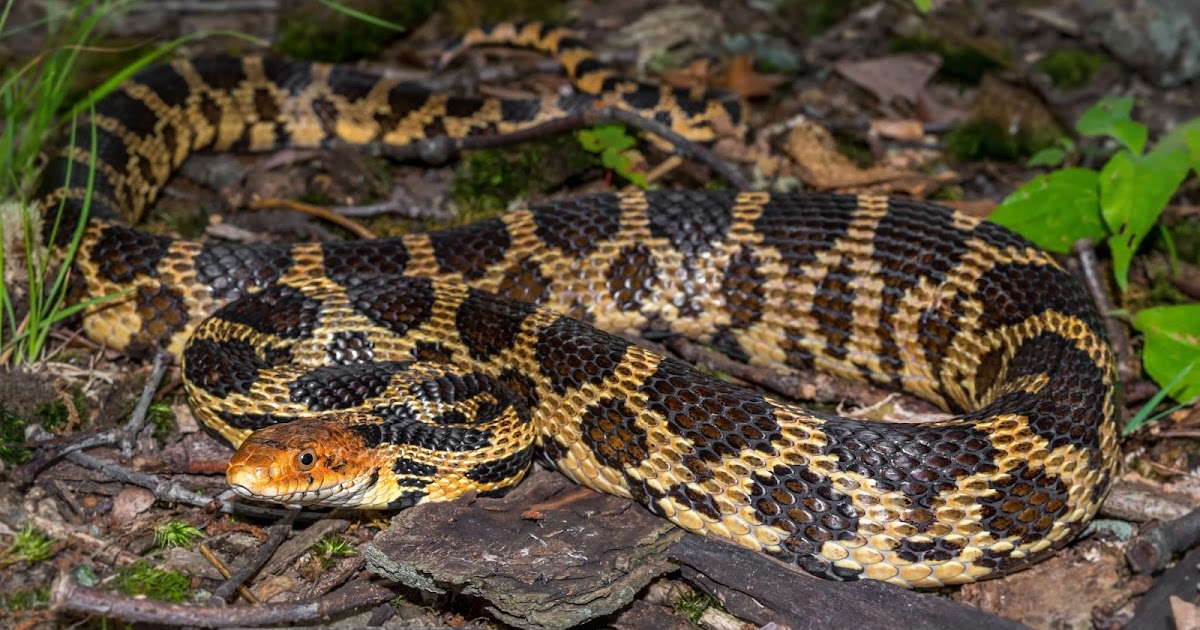 Field Life: Finally a Foxsnake!