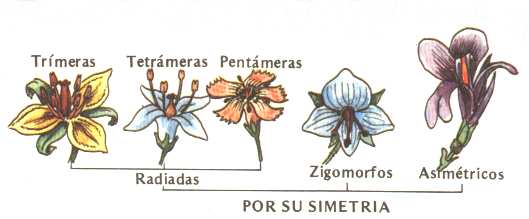 BLOG PARA MAESTROS Y ESTUDIANTES: Partes de la Planta: La Flor