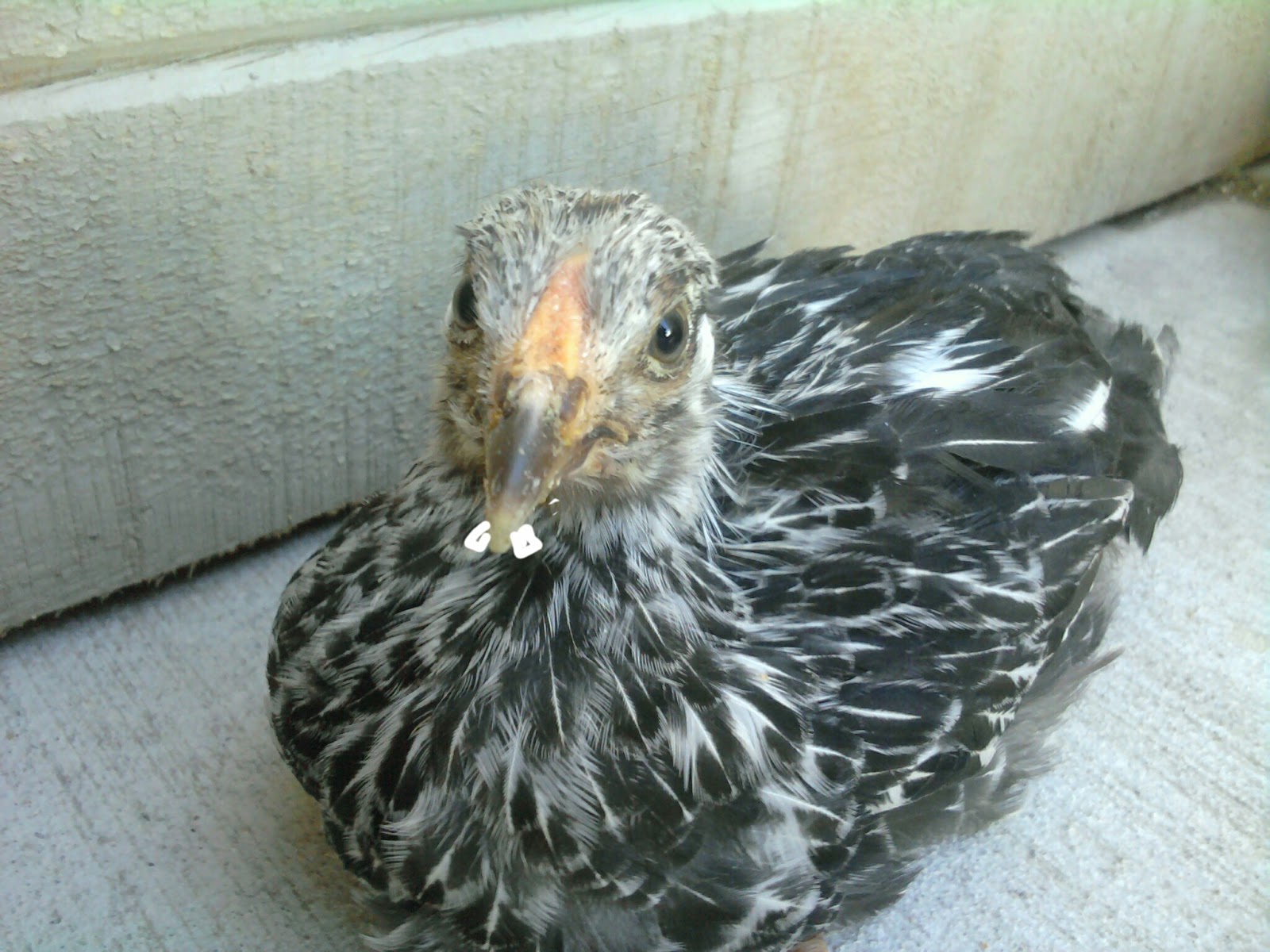 My Fancy Chickens: All I want for Christmas is my two front teeth