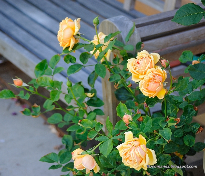A Rose is a Rose...: My Rare Roses Report