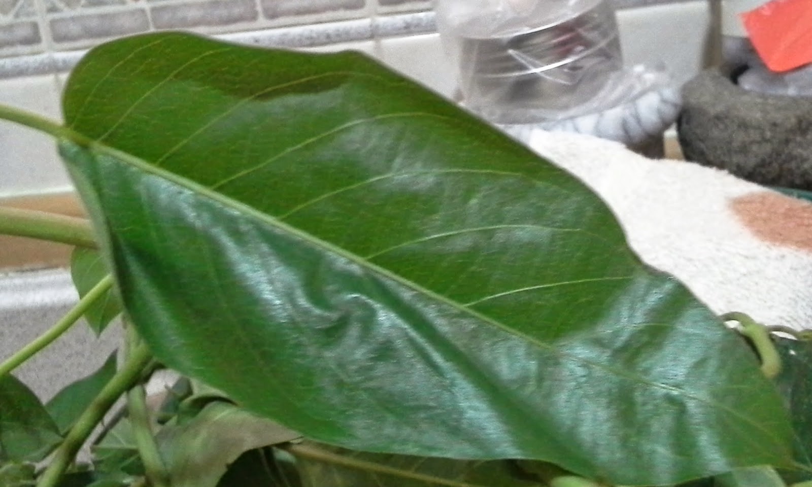 Ah Ma's Collection 5: Natural Colours Ang Ku Kueh (Tortoise) Galore ...