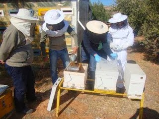 MEΛΙΣΣΟΚΟΜΙΑ ΜΑΡΑΘΩΝΑ: Σεμινάρια μελισσοκομίας για αρχάριους