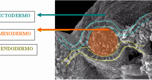 Nivel Tisular de Organización ~ Anatomia