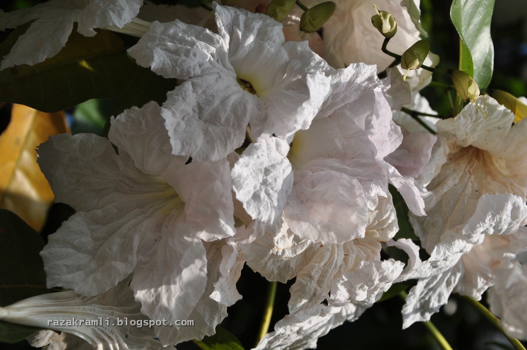 Fotografi merakam sejarah: Pokok Bunga Bongor sedang berbunga.