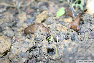 Sluggin' Along: Slug Waste Disposal: Part 2