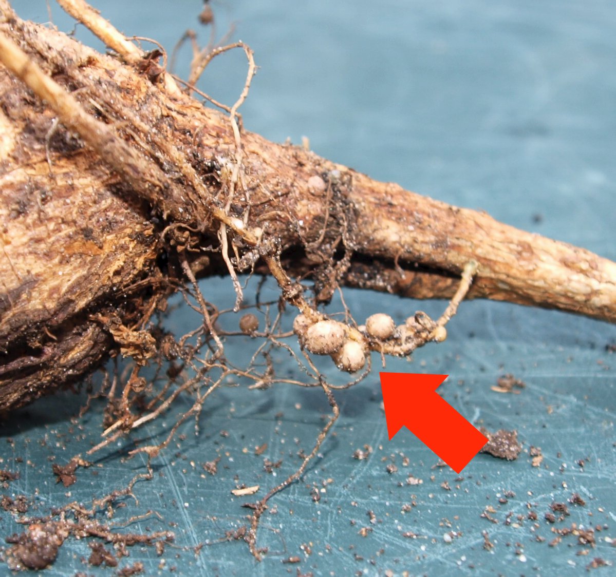 Mark's Veg Plot: Runner Beans reach the Finishing Line