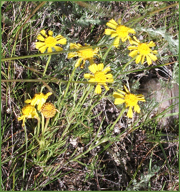Prairie Wildflowers: Yellow