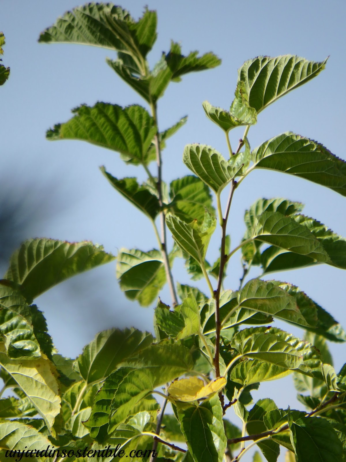 Árbol Morus alba (Morera)