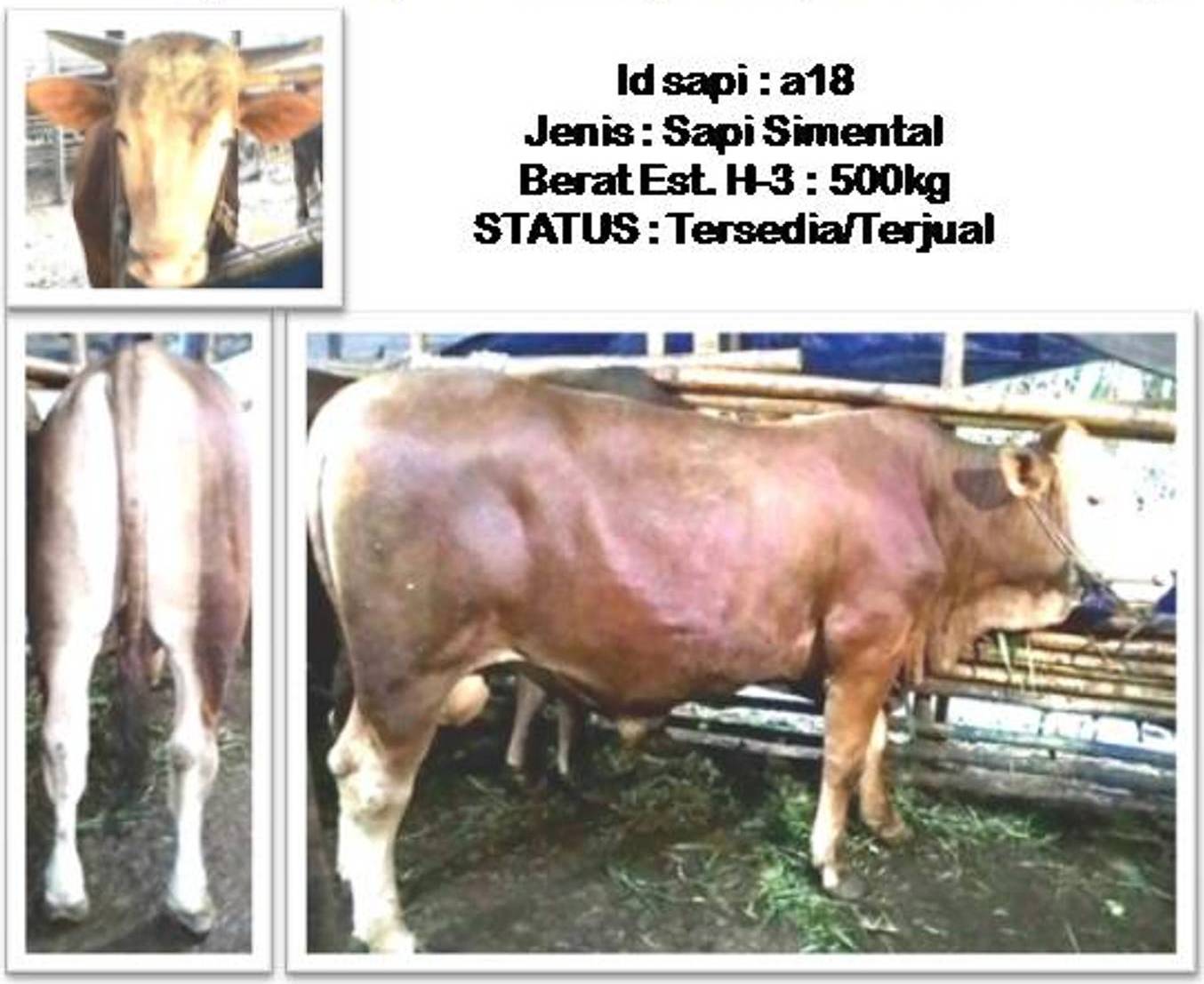 SAPI QURBAN 2015 TIMBANG HIDUP SEHAT & MURAH DI : SAPI QURBAN TAHUN ...