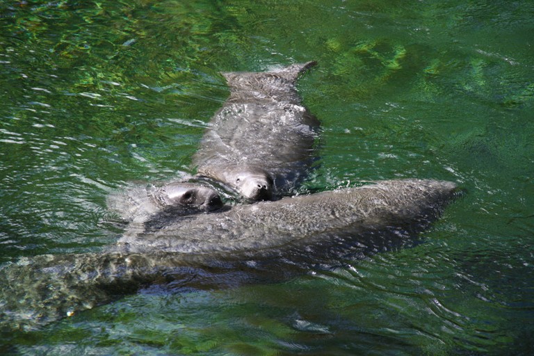 Life is Good!: My morning with manatees!