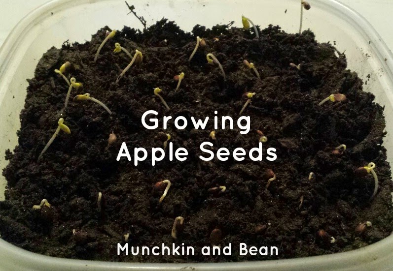 Munchkin and Bean: Growing Apple Seeds
