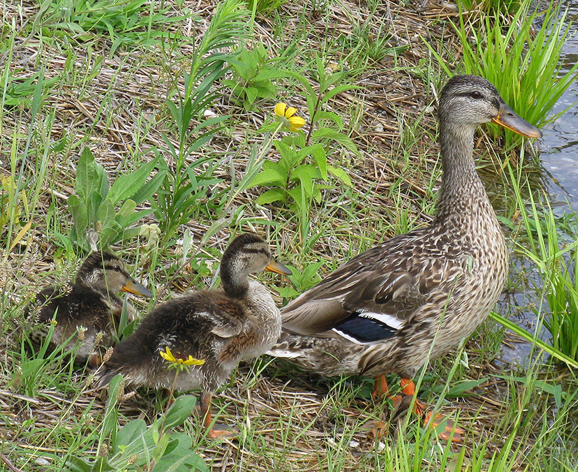 ArchitectureChicago PLUS: As Big Snow finally melts, looking towards to ...