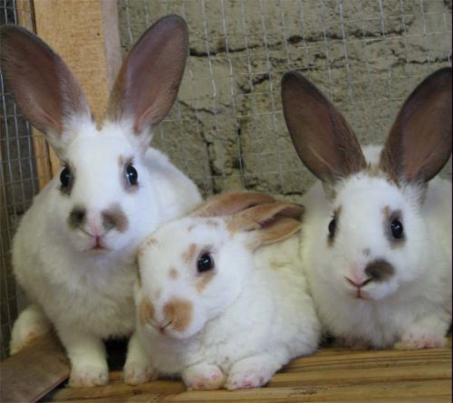 Gambar Anak Kelinci | Gambar Keren dan Unik, Wallpaper, Foto Lucu, Animasi