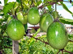 Mengenal Buah Markisa Besar - BUDIDAYAKU