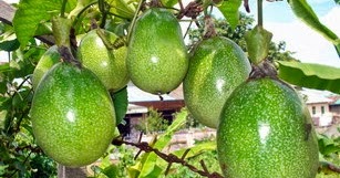 Mengenal Buah Markisa Besar - BUDIDAYAKU