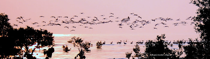 Mumbai Daily: Pink dawn