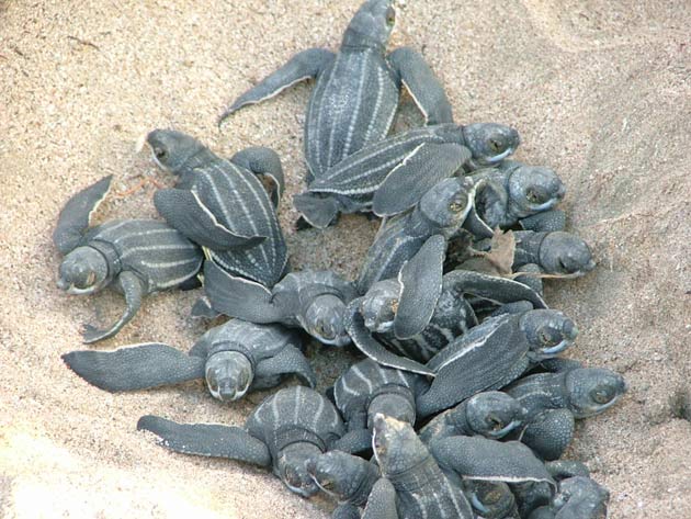 Tortuga laúd (Dermochelys coriacea)