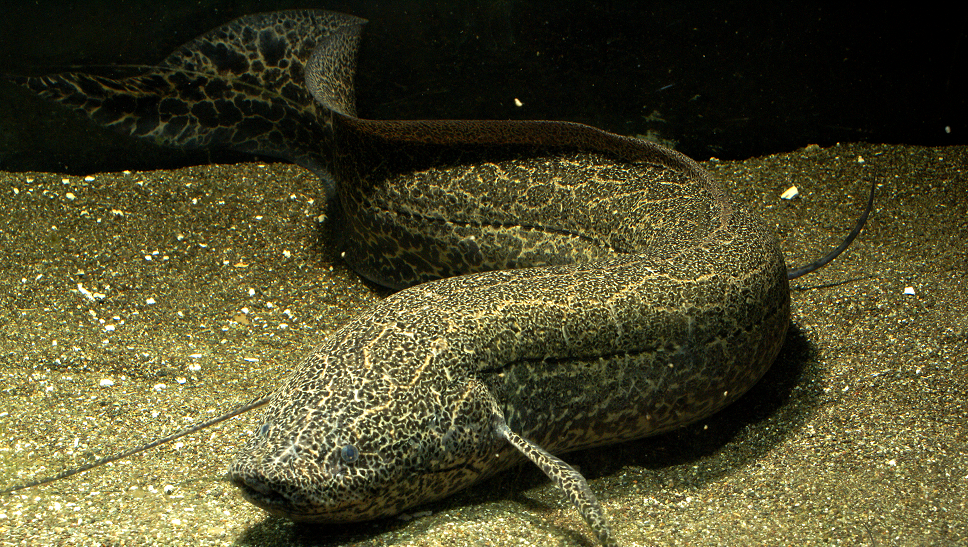 African Lungfishes | Life of Sea