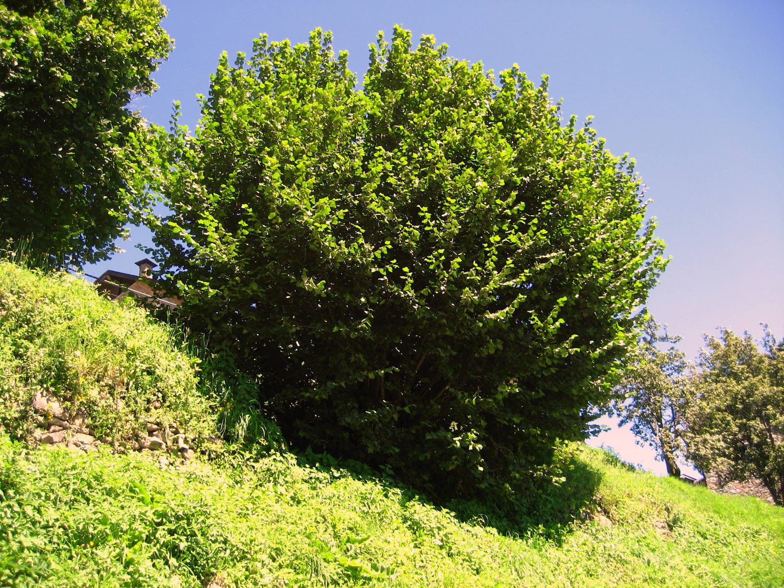 Árboles con alma: Avellano. Avellàner. (Corylus avellano)