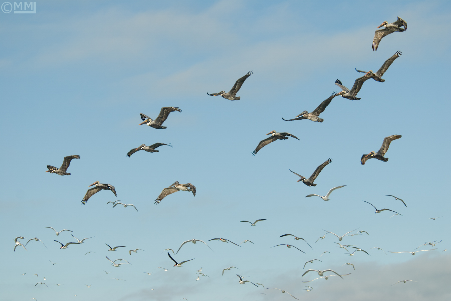 Birding Is Fun!: Birds Flocking Together