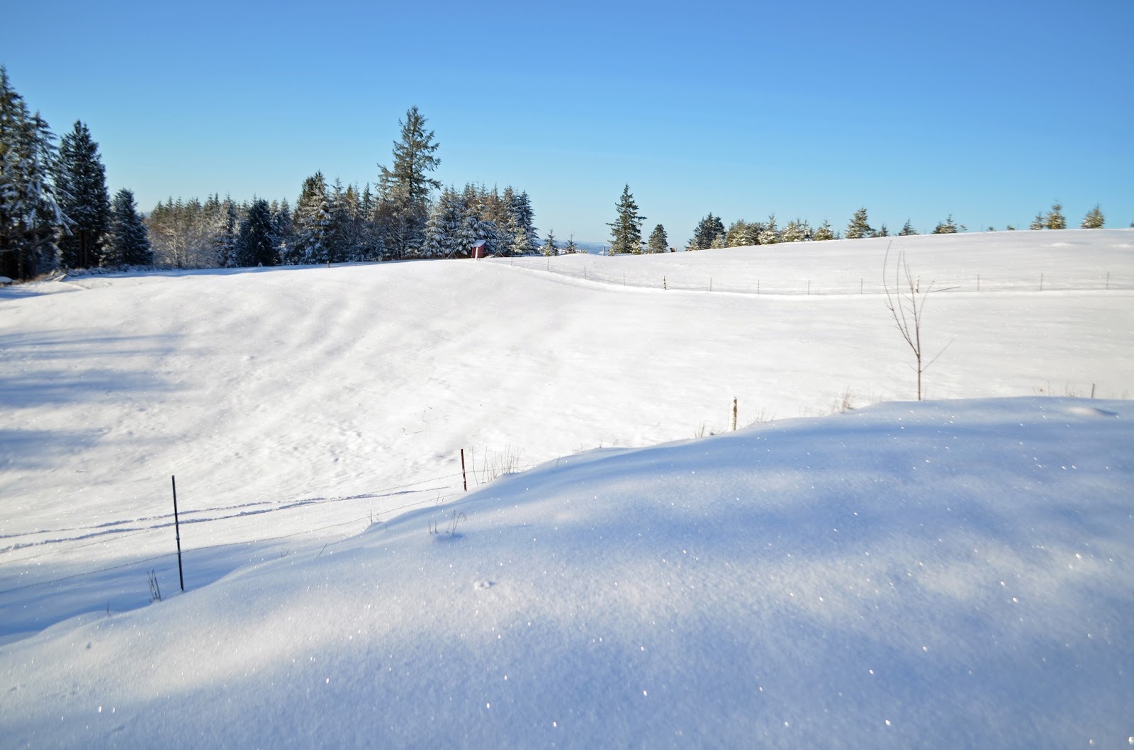 Pleasant Dreams Farm: Diamond snow.