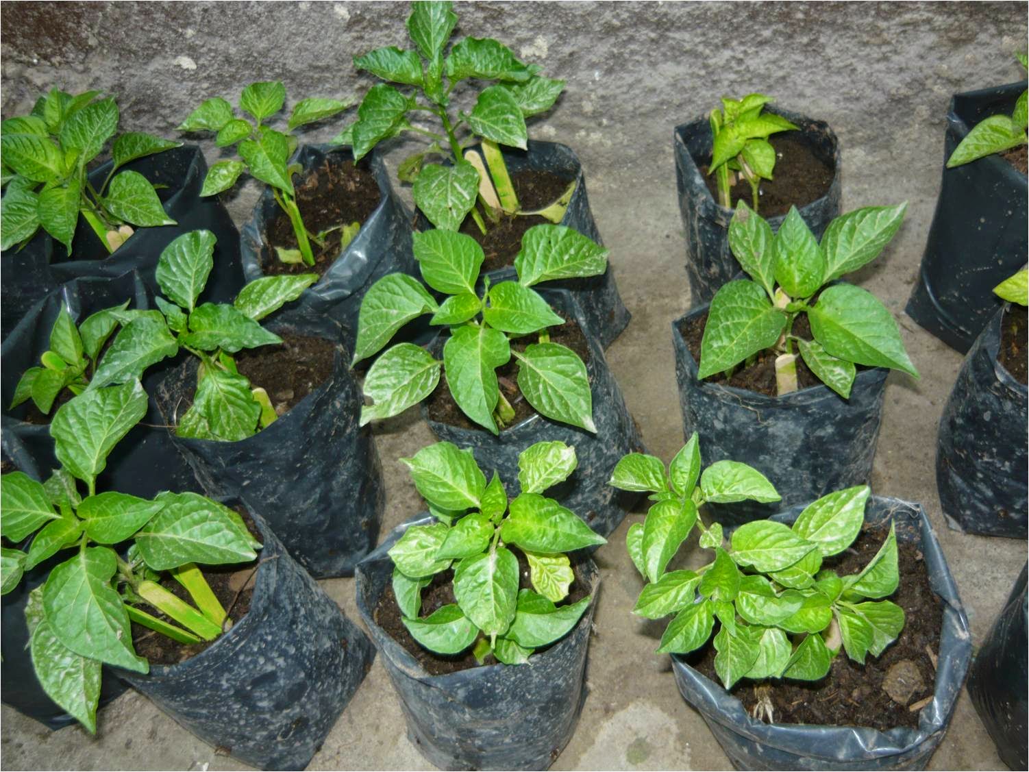 ALTERNATIVA ECOLÓGICA: CULTIVO DE AJÍ