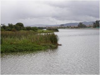 HUMEDALES DE BOGOTA: HUMEDAL JUAN AMARILLO O TIBABUYES