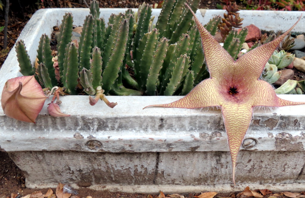 Kreatiewe Joernaal: tuin