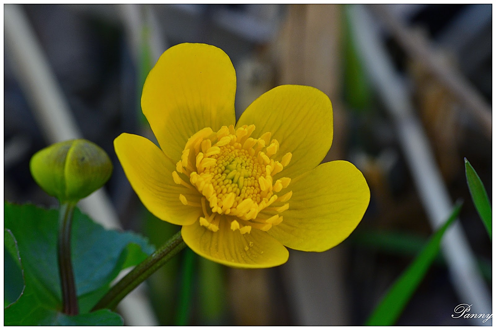 Varázslatos természet: Mocsári gólyahír / Caltha palustris