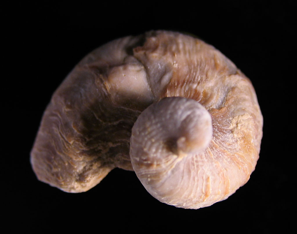 Louisville Fossils and Beyond: 01/01/2012 - 02/01/2012