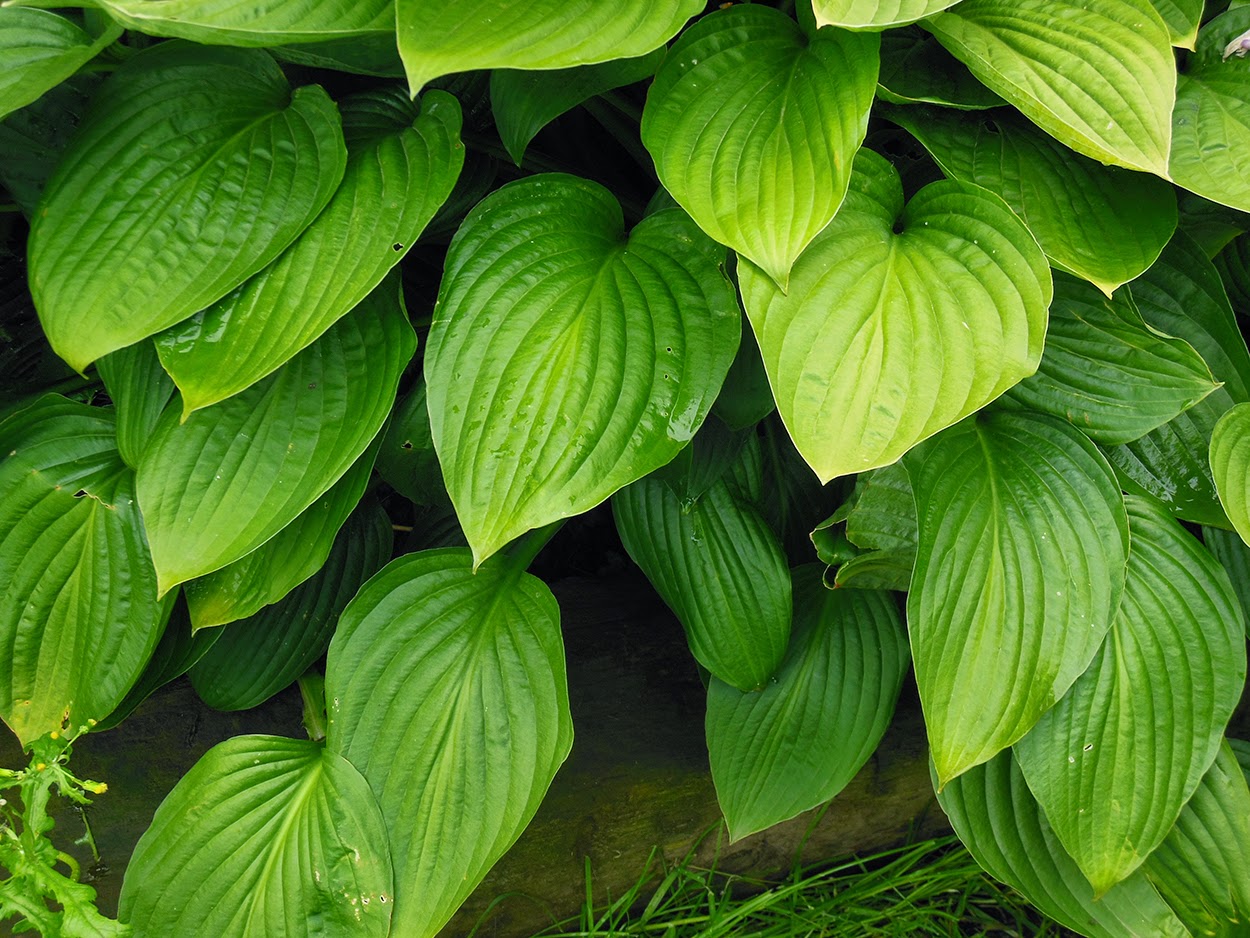 The Tenacious Gardener!: Slug free Hosta