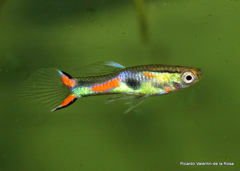Ricardo's Blog, : Dos gupi endler machos, el multicolor hijo del blanco