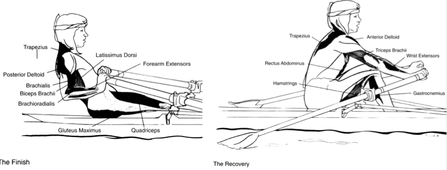 The Biomechanics of Rowing: Biomechanics of the Rowing Stroke by ...